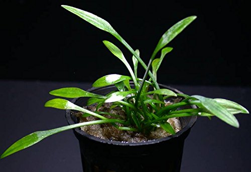 Potted Cryptocoryne Parva Live Aquatic Plant - Aquarium Plants for Sale ...