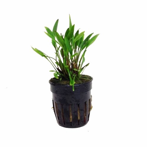 Potted Cryptocoryne Parva Live Aquatic Plant - Aquarium Plants for Sale ...