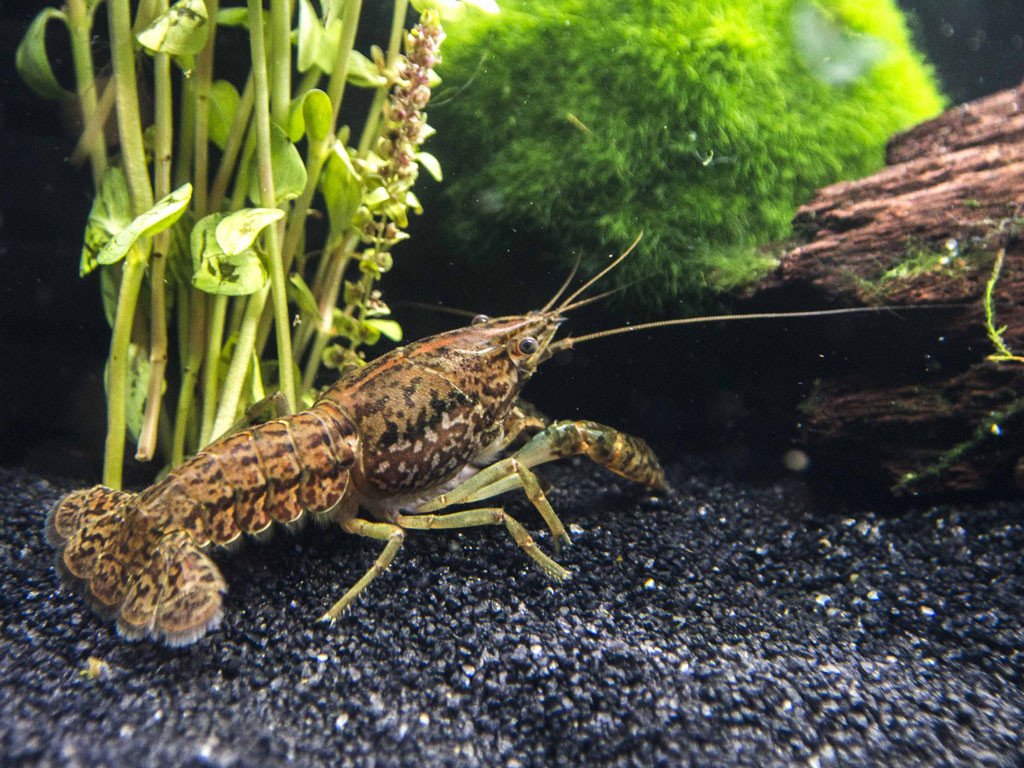 AquaLeaf Aquatics Self-Cloning Blue Marbled Crayfish | Procambarus ...